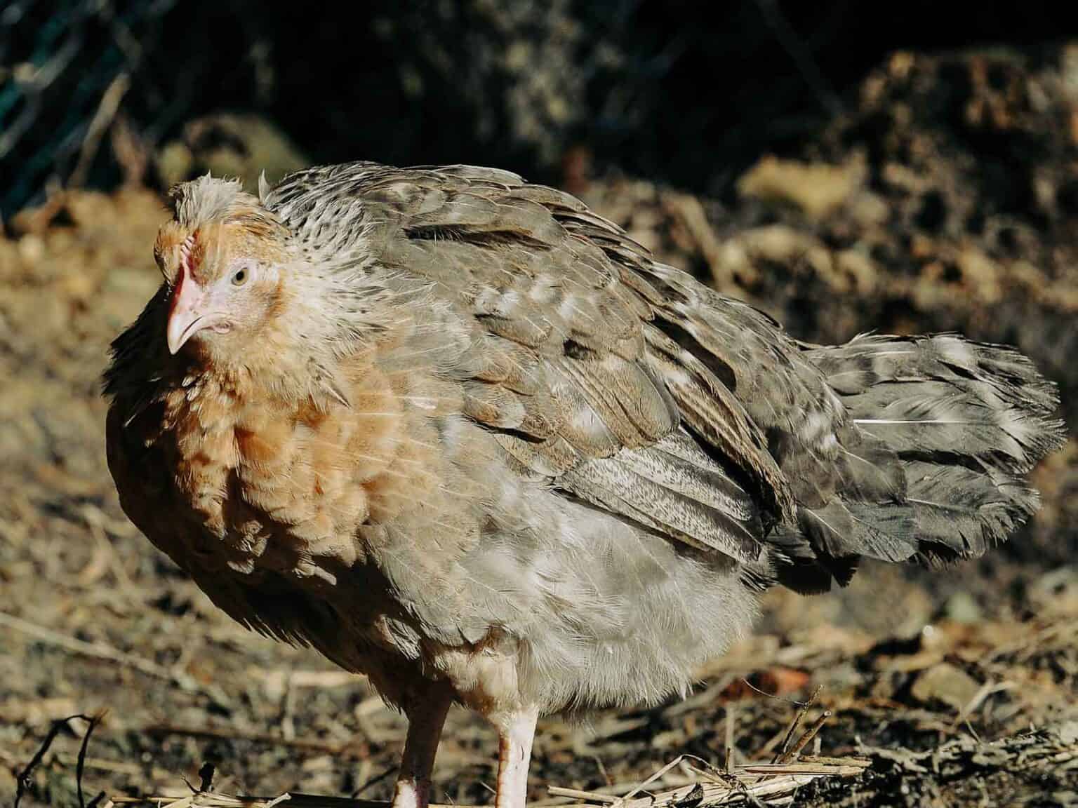 11 Chickens That Lay Blue Eggs — & Why {With Pictures!}