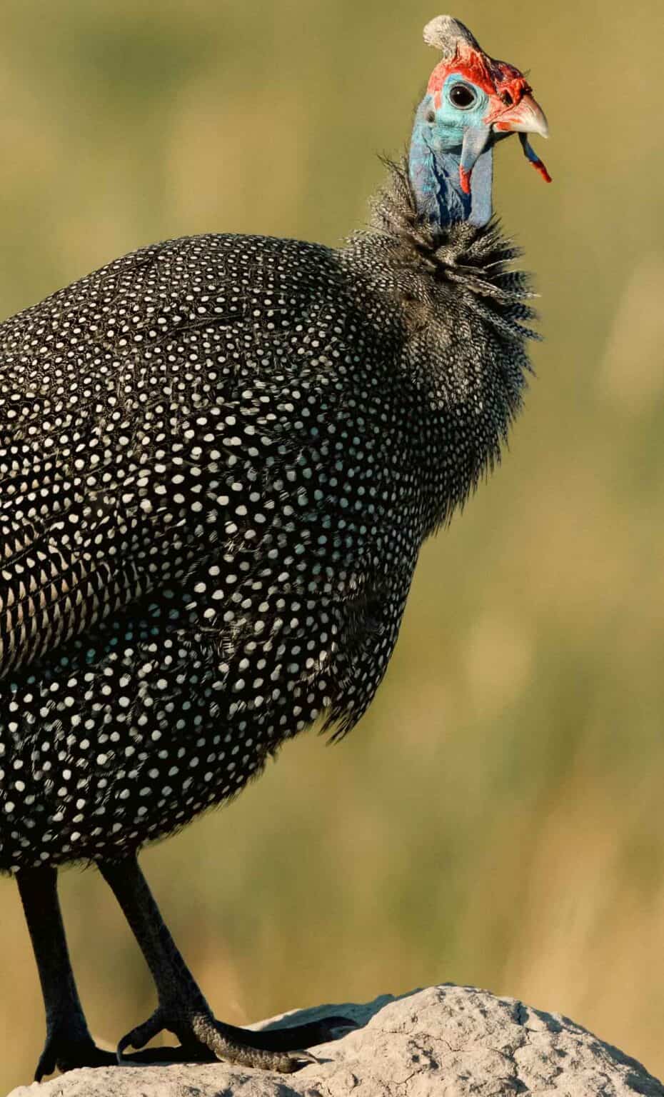 Guinea Fowl For Tick Control, Eggs, & Meat - The Peasant's Daughter