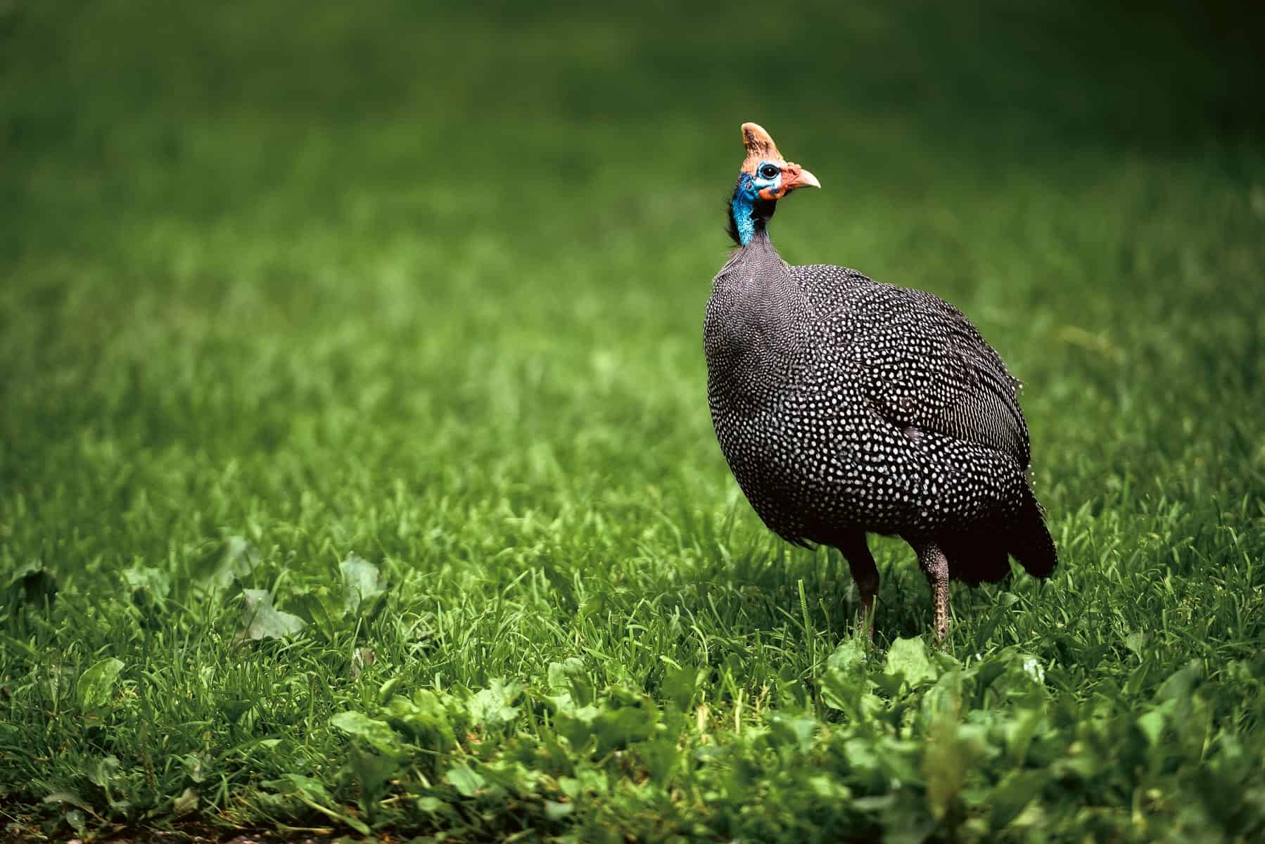 Guinea Fowl For Tick Control, Eggs, & Meat - The Peasant's Daughter