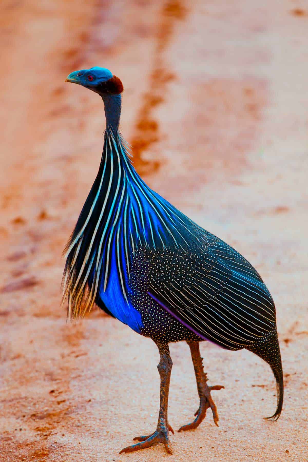Guinea Fowl For Tick Control, Eggs, & Meat - The Peasant's Daughter