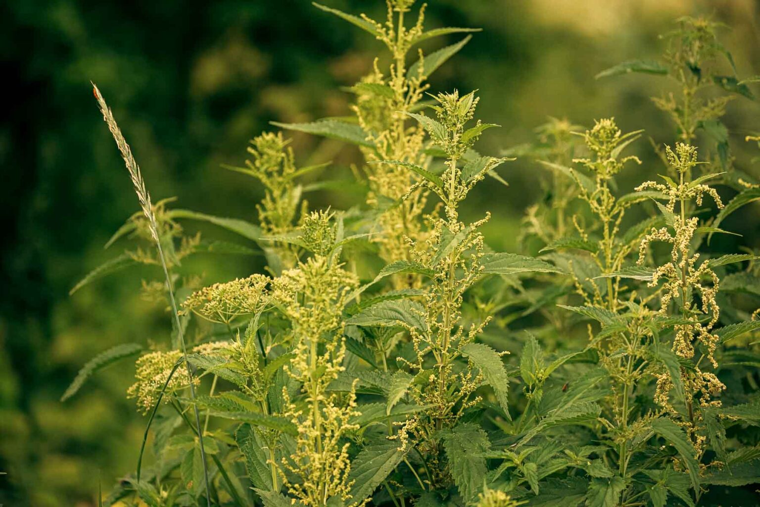 Chop-And-Drop Mulch For The Healthiest Plants & Soil