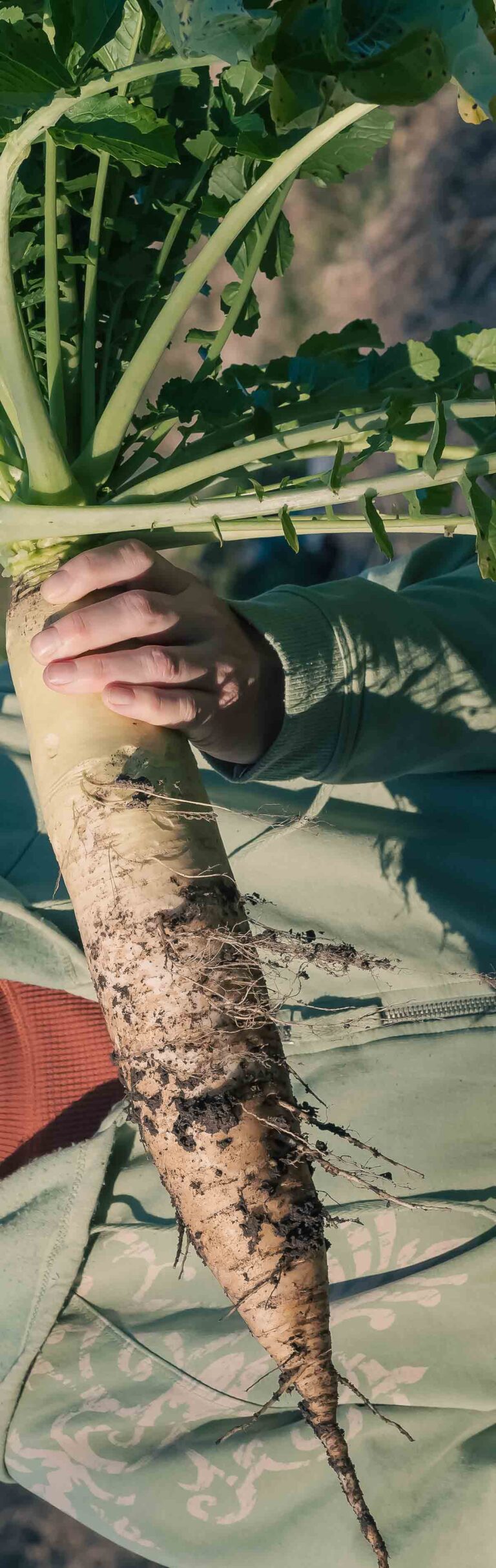 Tillage Radish: The Best Cover Crop For Soil Health - The Peasant's ...