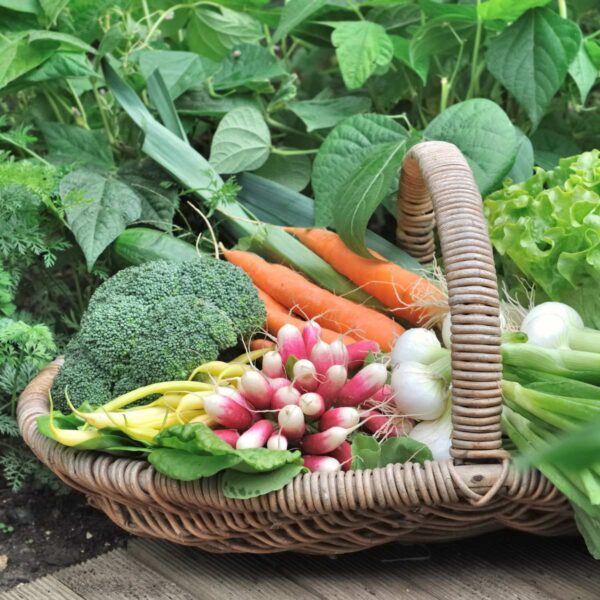 No-Till Gardening {Everything You Need To Know}
