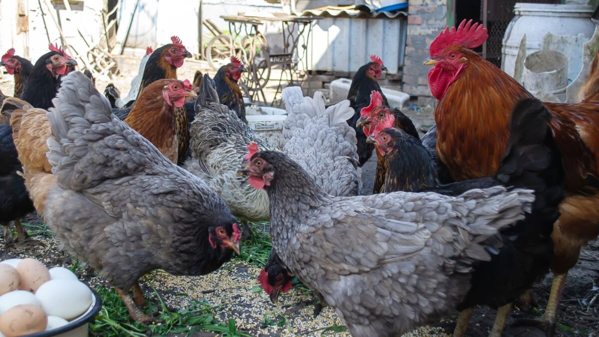 Feeding Chickens Cheese & Dairy Products - The Peasant's Daughter