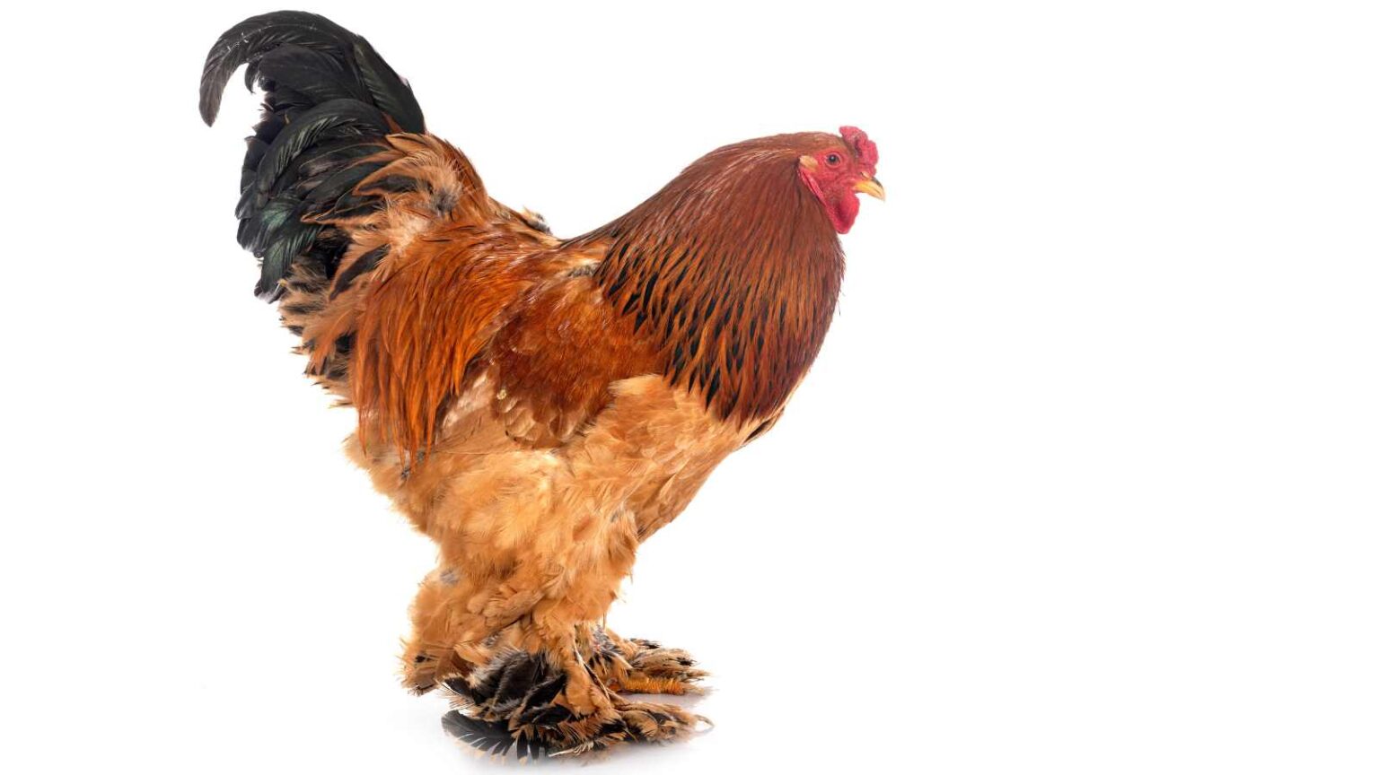 13 Rare & Beautiful Chicken Breeds - The Peasant's Daughter