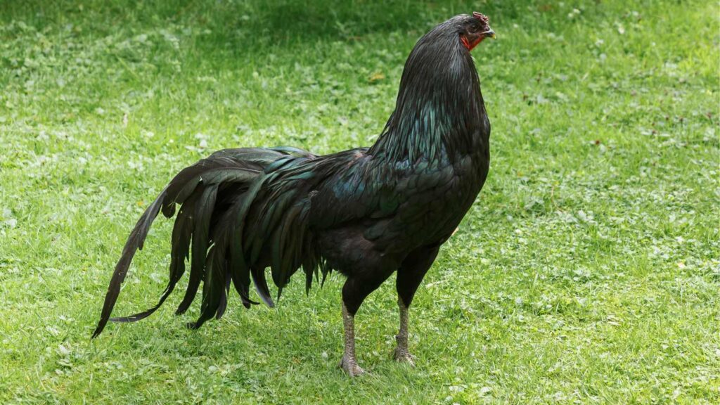13 Rare & Beautiful Chicken Breeds - The Peasant's Daughter