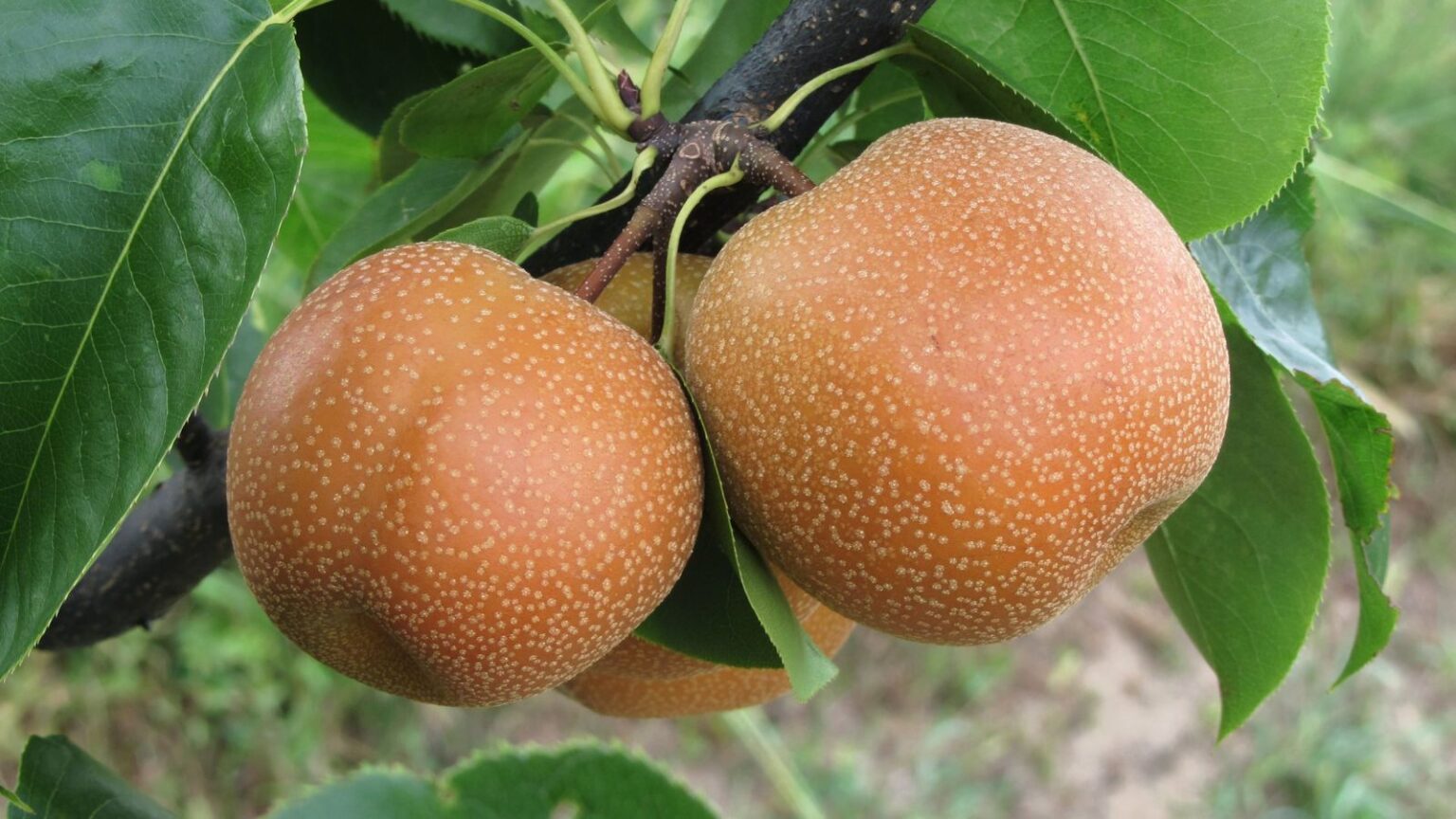 15 Fast-Growing Fruit Trees That Will Produce a Sweet Harvest in No ...
