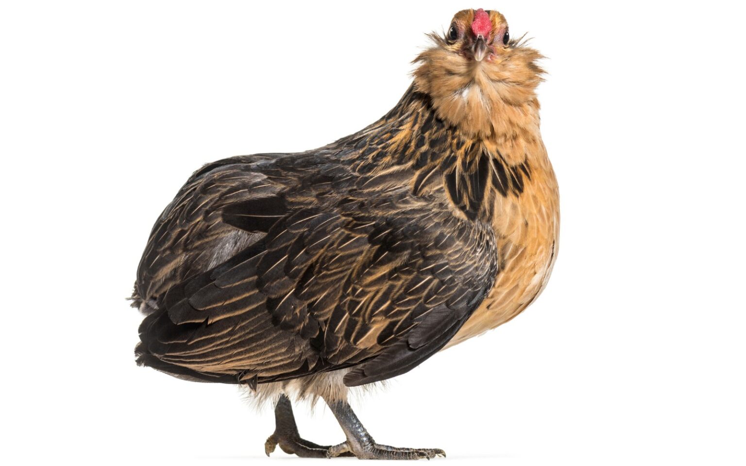 13 Rare & Beautiful Chicken Breeds - The Peasant's Daughter