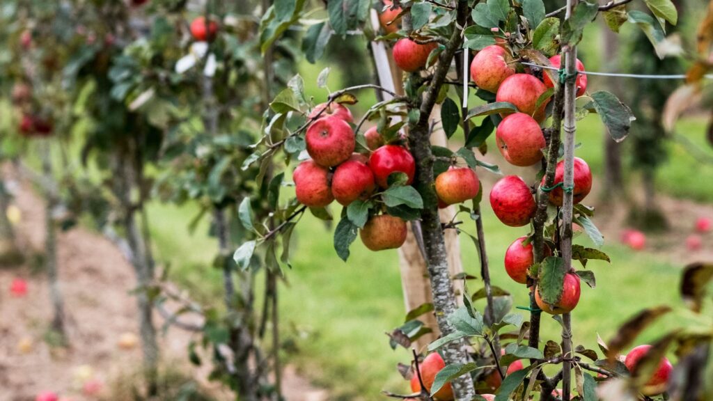 15 Fast-Growing Fruit Trees That Will Produce a Sweet Harvest in No ...