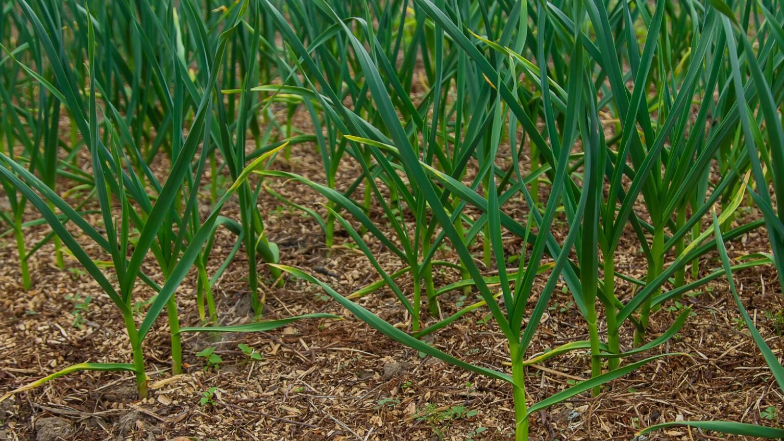 32 Vegetables You Can Grow in Partial Shade - The Peasant's Daughter