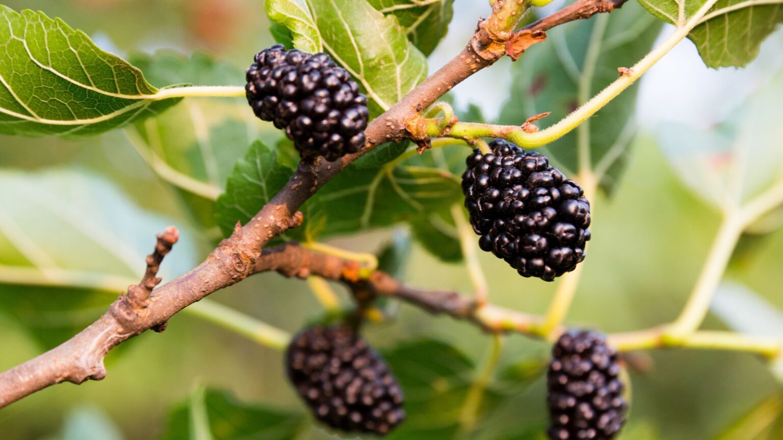 12 Edible Berries That Grow on Trees - The Peasant's Daughter