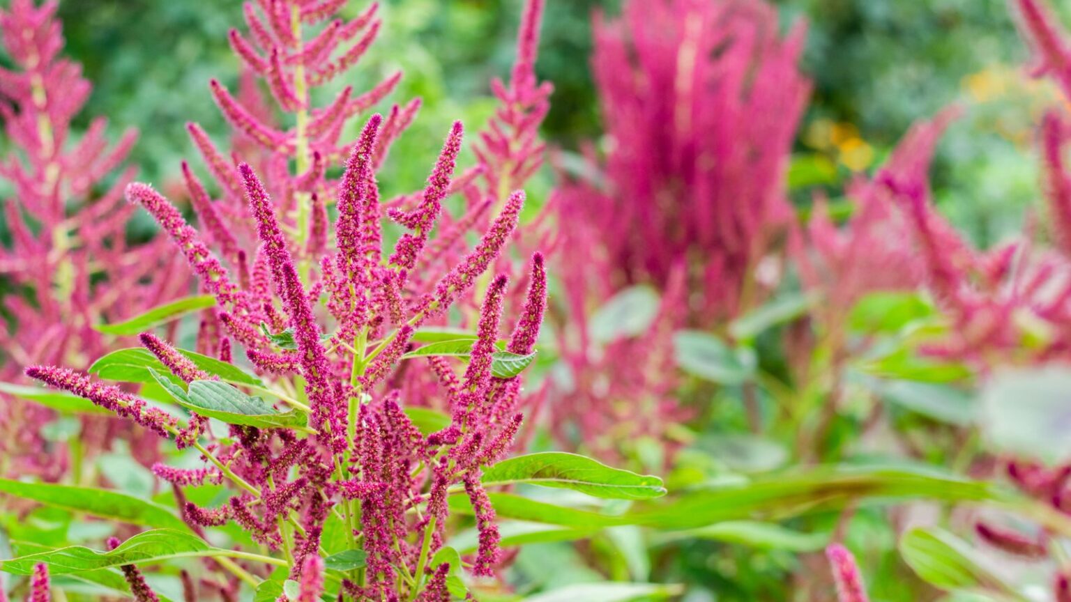 14 Vegetables That Thrive Grown in Poor Soils - The Peasant's Daughter
