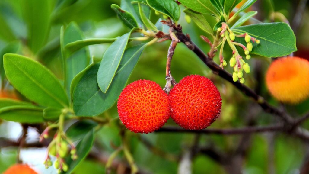 12 Edible Berries That Grow on Trees - The Peasant's Daughter