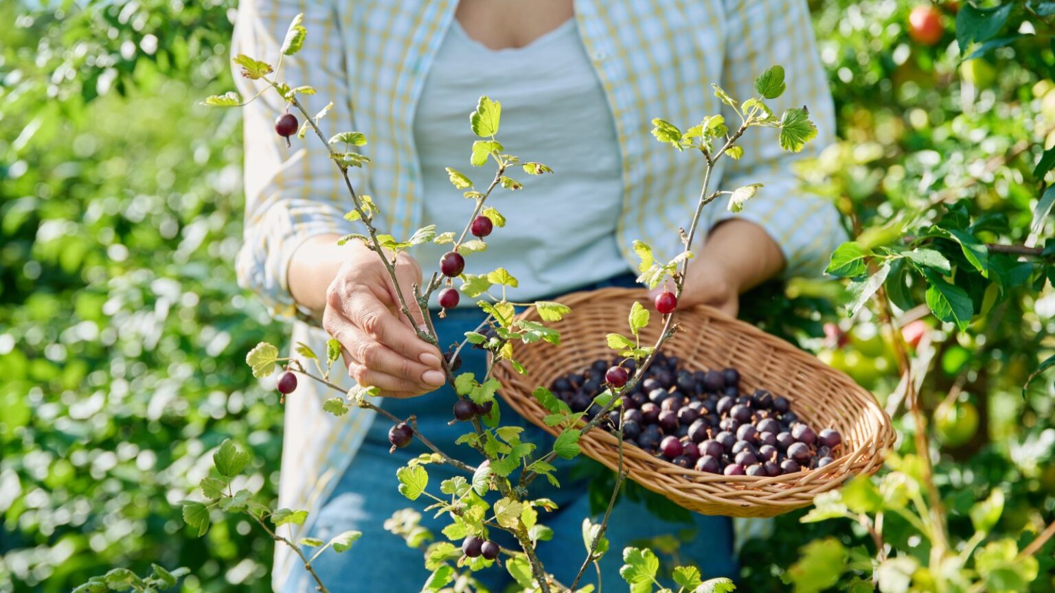 12 Edible Berries That Grow on Trees - The Peasant's Daughter