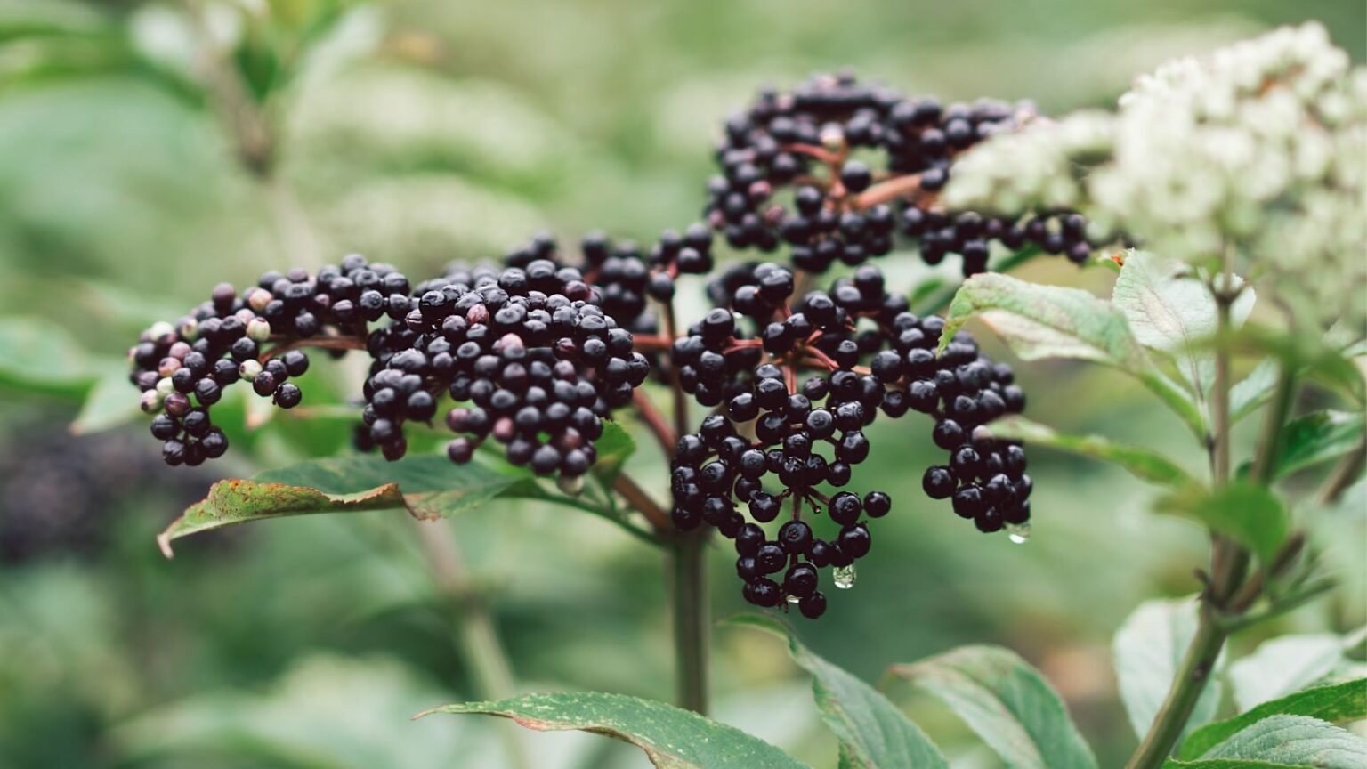 12 Edible Berries That Grow on Trees - The Peasant's Daughter