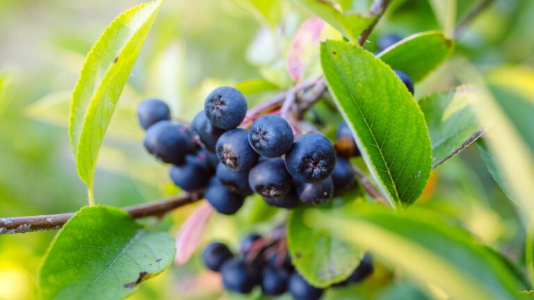 12 Edible Berries That Grow on Trees - The Peasant's Daughter