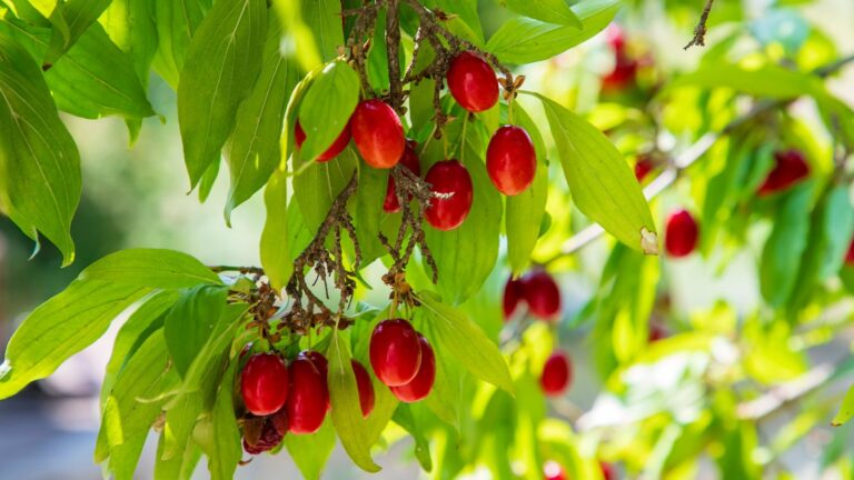 12 Edible Berries That Grow on Trees - The Peasant's Daughter