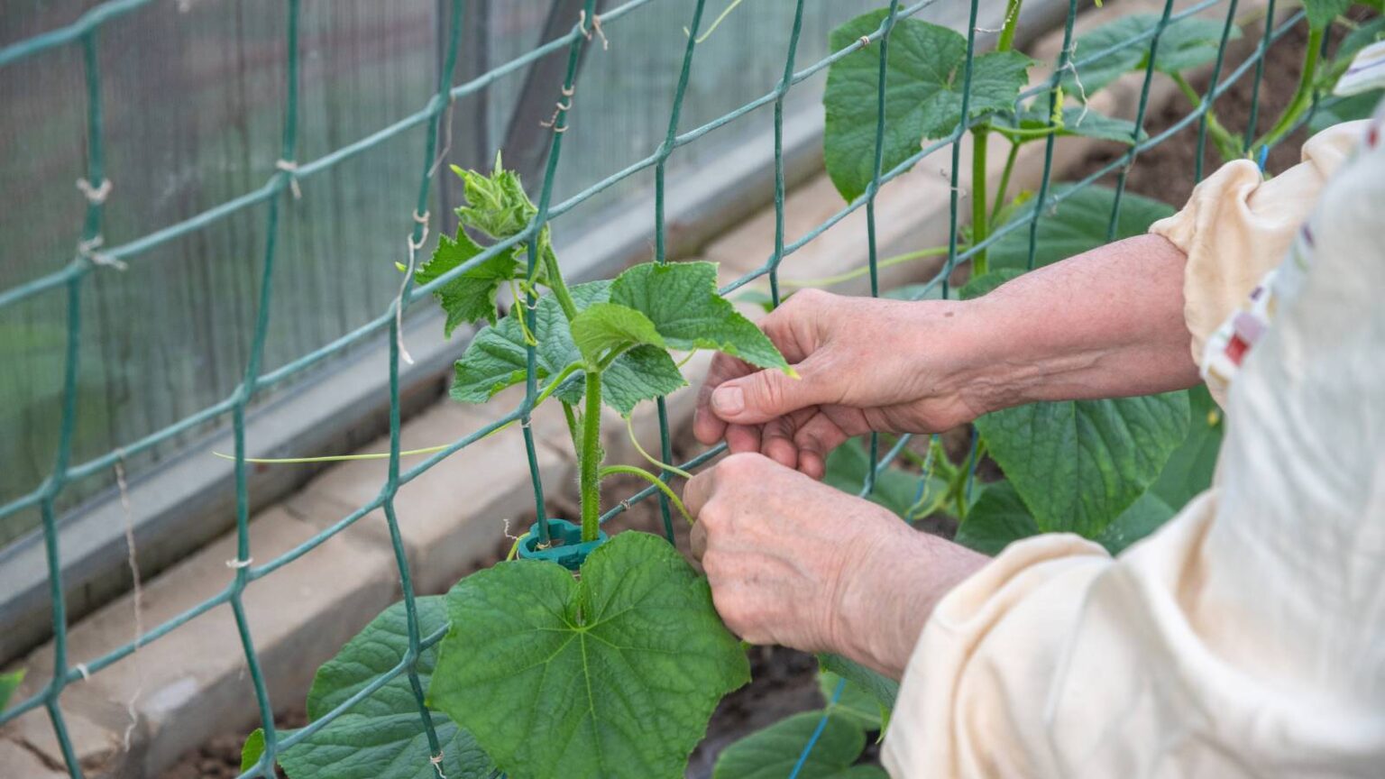 11 Creative DIY Cucumber Trellis Ideas to Elevate Your Garden - The ...