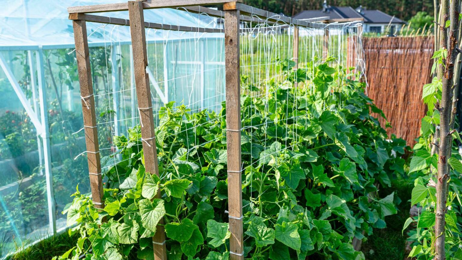11 Creative Diy Cucumber Trellis Ideas To Elevate Your Garden The