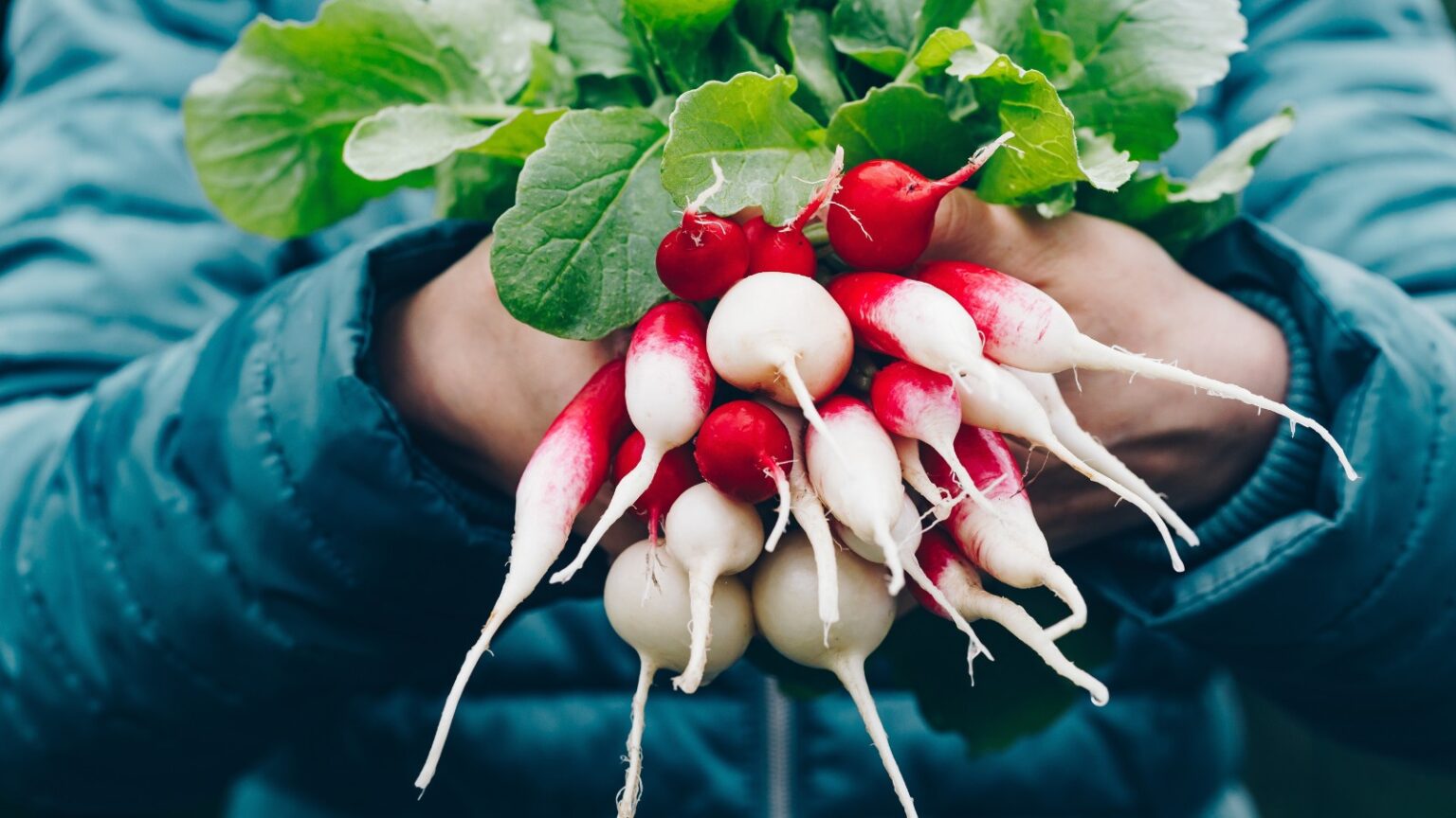 16 Fastest Growing Vegetables For Quick Harvests - The Peasant's Daughter