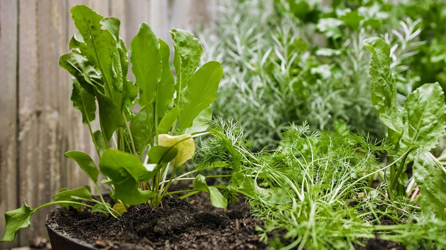 16 Fastest Growing Vegetables For Quick Harvests - The Peasant's Daughter