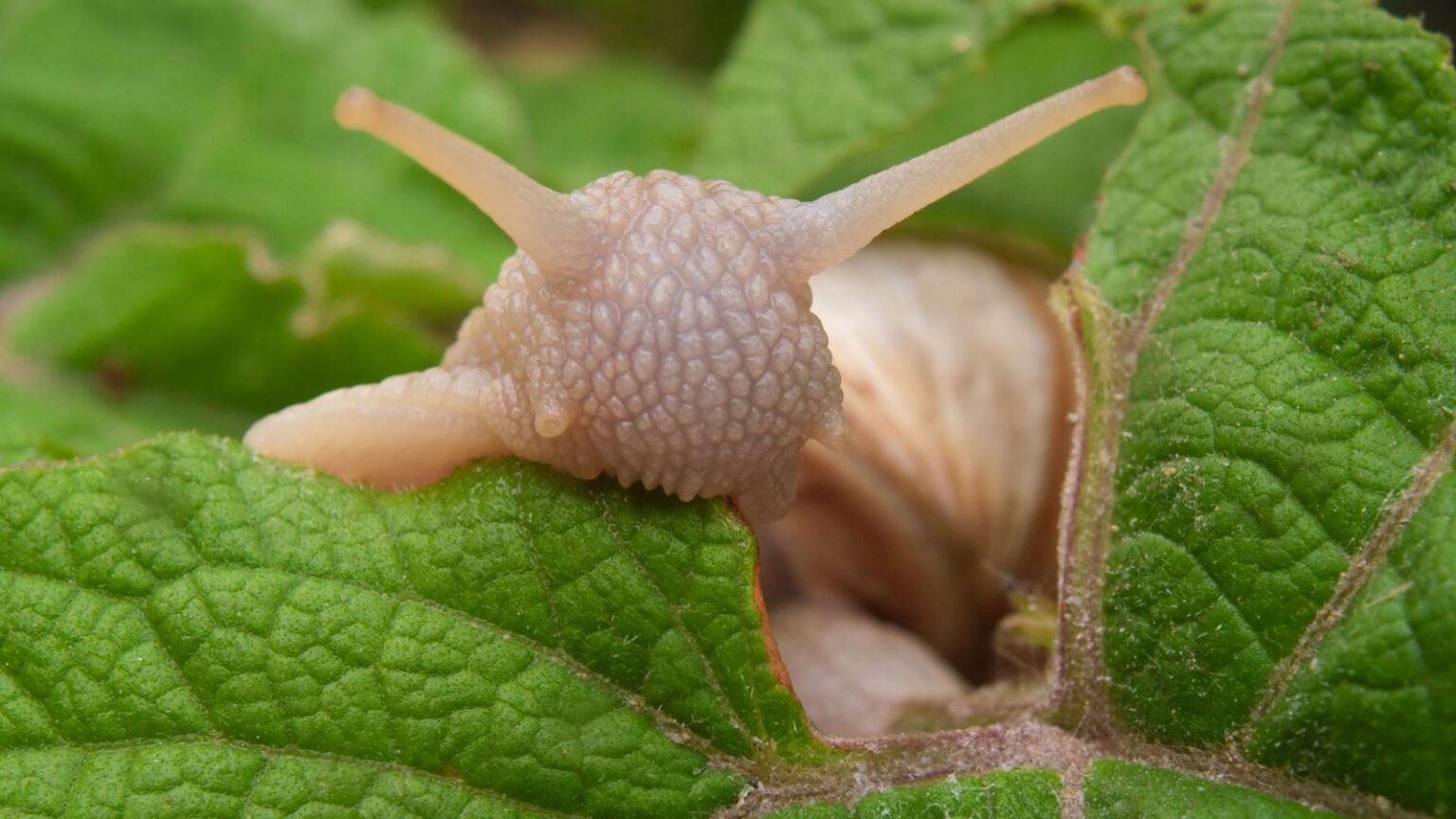 The Secret Life of Slugs and Snails and How To Eliminate Them From Your ...