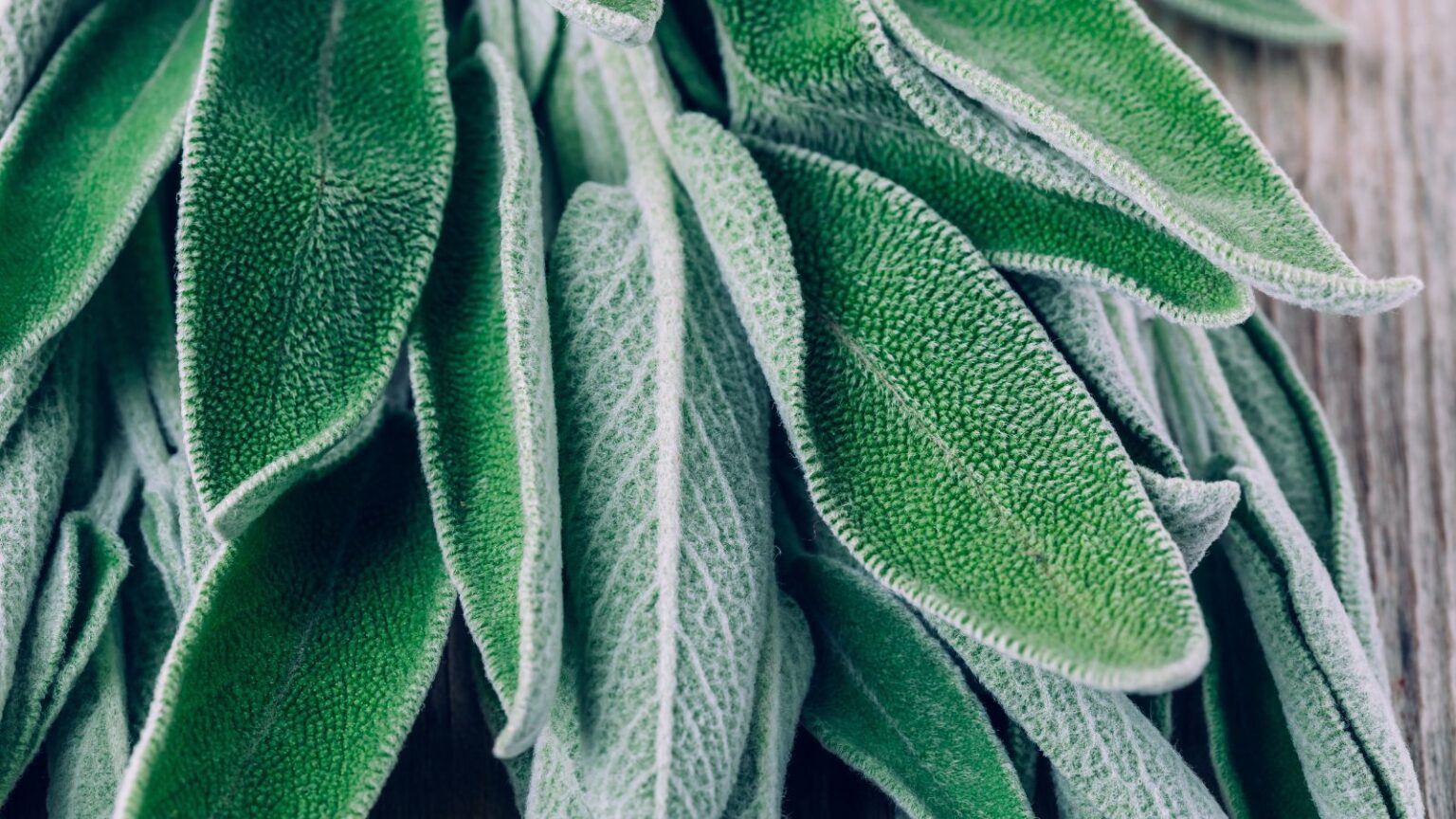 12 Culinary Herbs to Grow - The Peasant's Daughter