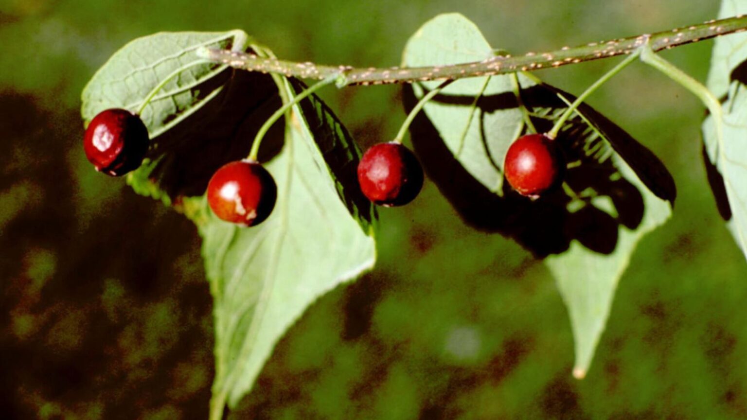 12 Edible Berries That Grow on Trees - The Peasant's Daughter
