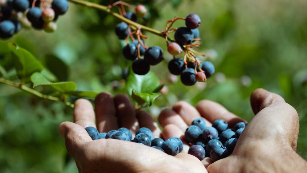 12 Edible Berries That Grow on Trees - The Peasant's Daughter