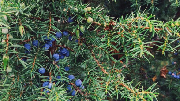 12 Edible Berries That Grow on Trees - The Peasant's Daughter