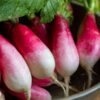 Tillage Radish: The Best Cover Crop For Soil Health - The Peasant's ...