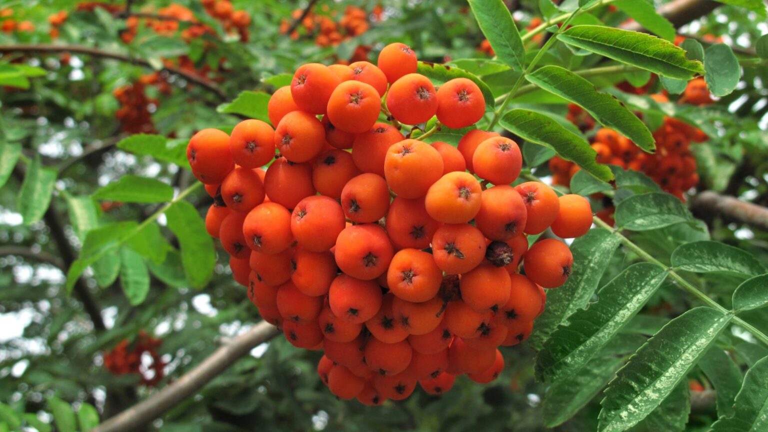12 Edible Berries That Grow on Trees - The Peasant's Daughter