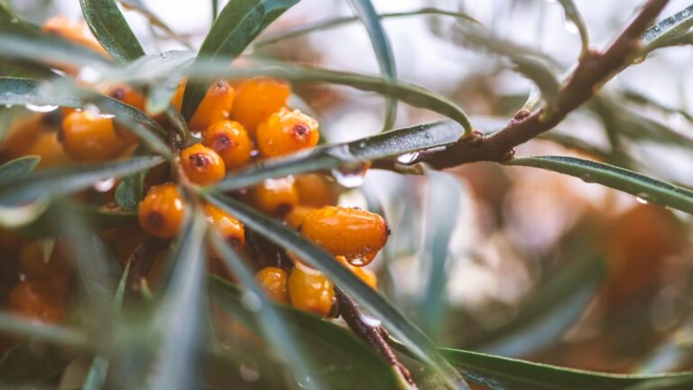 12 Edible Berries That Grow on Trees - The Peasant's Daughter