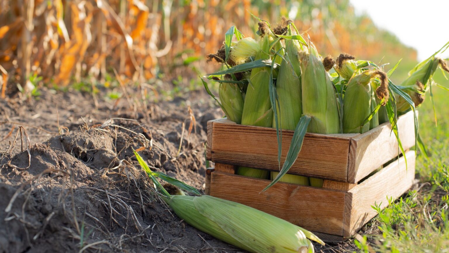 14 Vegetables That Thrive Grown in Poor Soils - The Peasant's Daughter