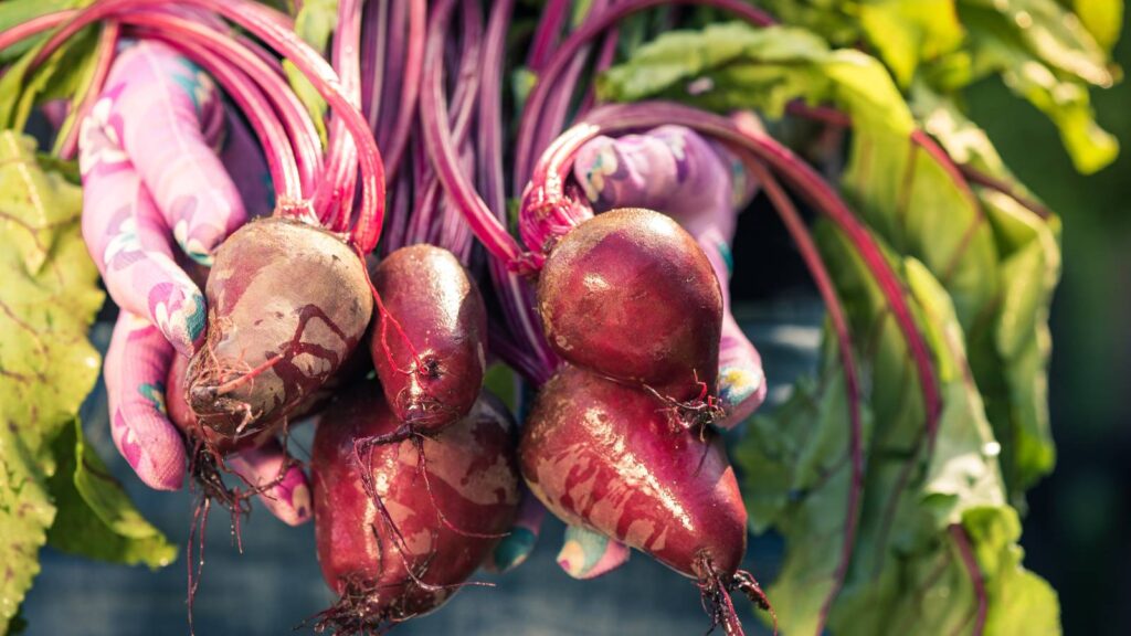 18 Crops to Plant in July for a Late Summer and Fall Harvest - The ...