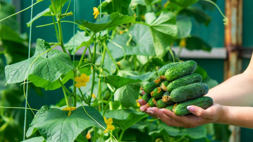 18 Crops to Plant in July for a Late Summer and Fall Harvest - The ...