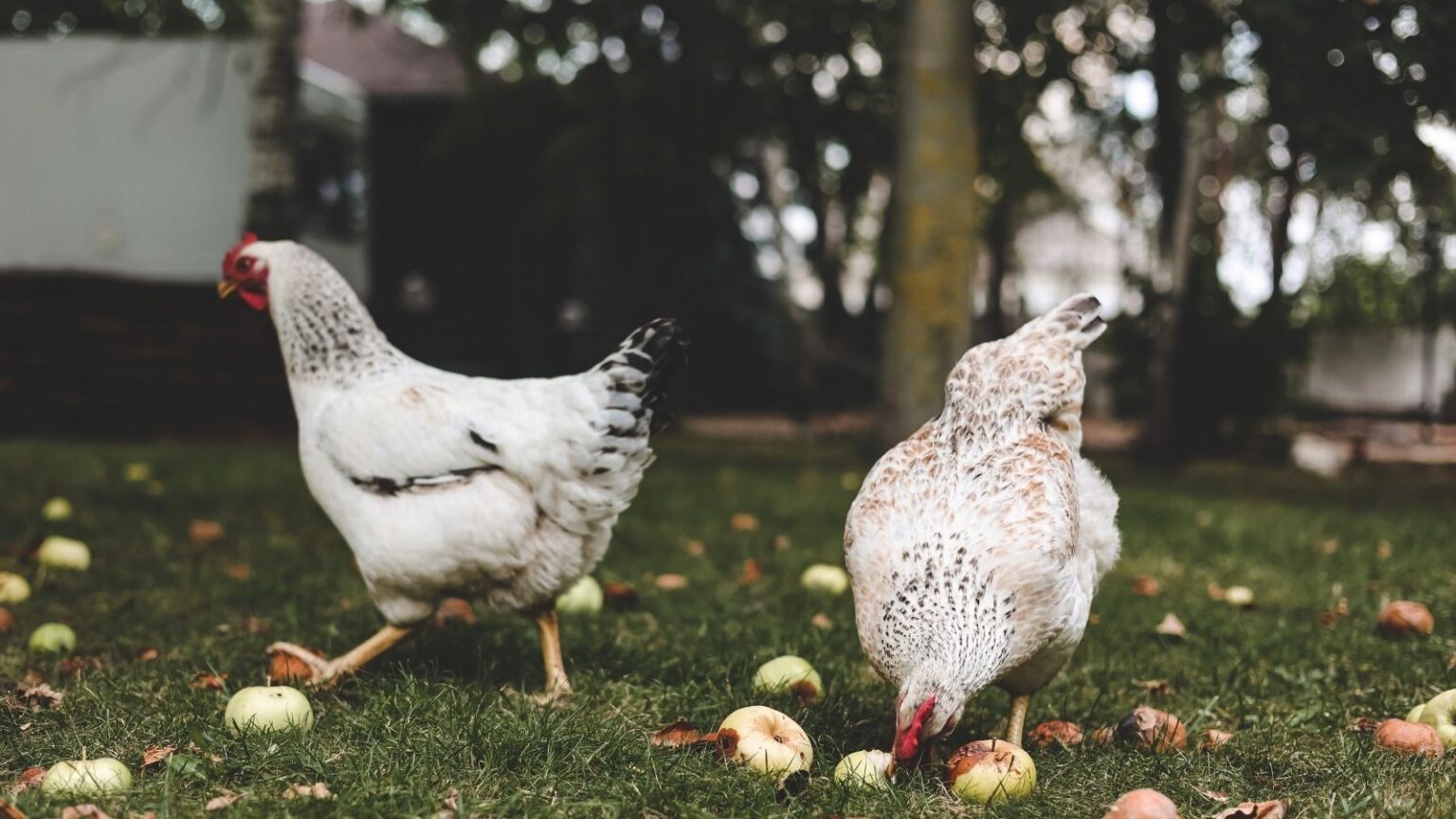 Feeding Chickens Potatoes & Potato Skins Safely - The Peasant's Daughter