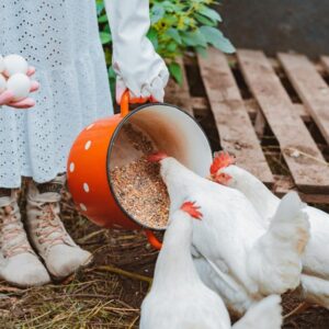 Why We Chose The Azure Blue Chicken For Eggs - The Peasant's Daughter