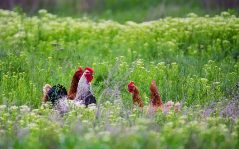 Taking Care of Chickens: a Simple Beginner's Guide - The Peasant's Daughter