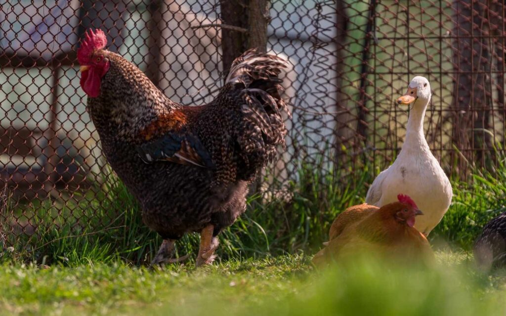 Taking Care of Chickens: a Simple Beginner's Guide - The Peasant's Daughter